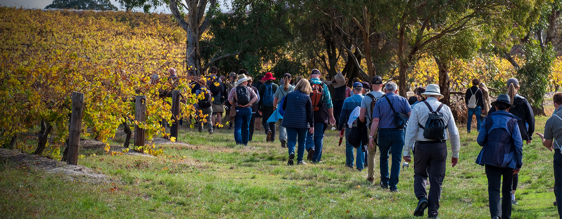 Pewsey Vale Vineyard | Eden Valley Riesling